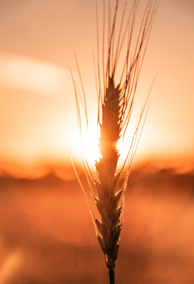 Multi-Dimensional Technology – TWF Flours